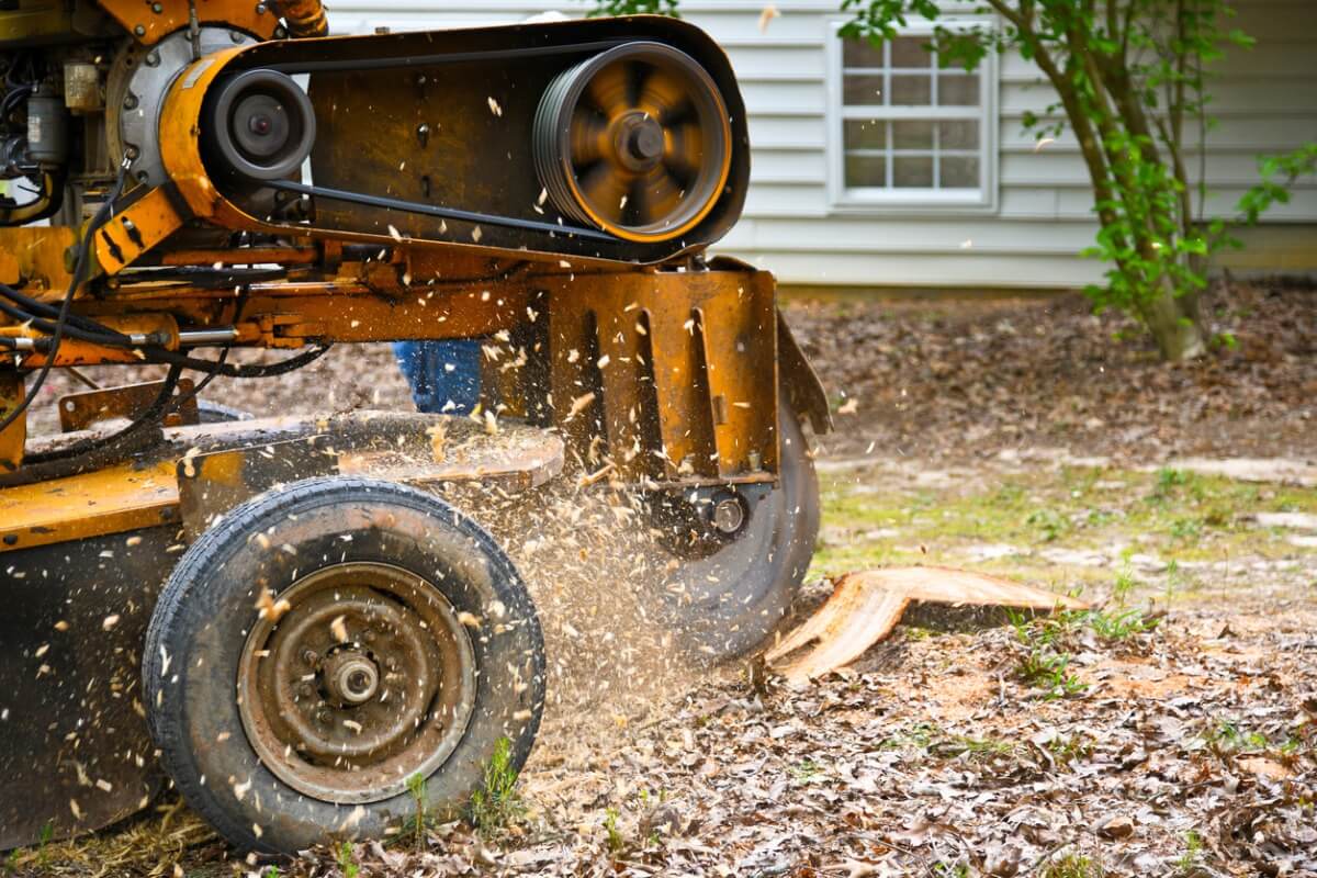 Stump Removal Buderim: The Ultimate Guide | Stump Works QLD